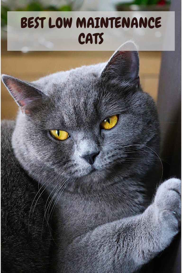 6 Low Maintenance Cat Breeds